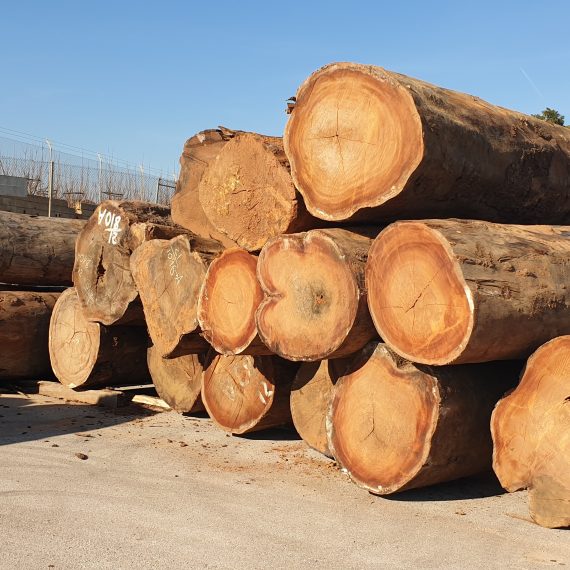 MADERA DE TALI - Ferraro Wood Specialist